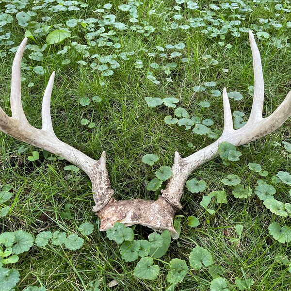 Real Deer Antlers - Etsy