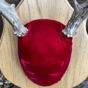 Mounted Deer Antlers: Vintage Red Velvet Taxidermy, Rustic Cabin Decor ...