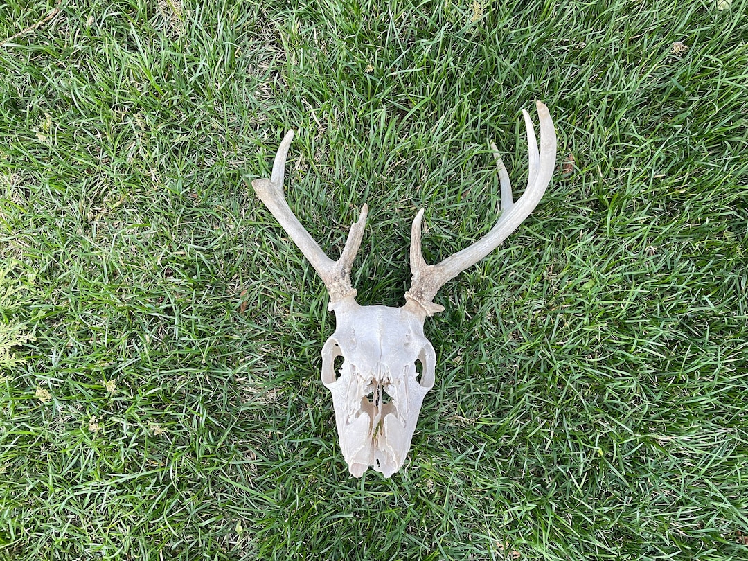 Real Whitetail Deer Skull With Antlers Full Rack Real Deer Antler Set ...