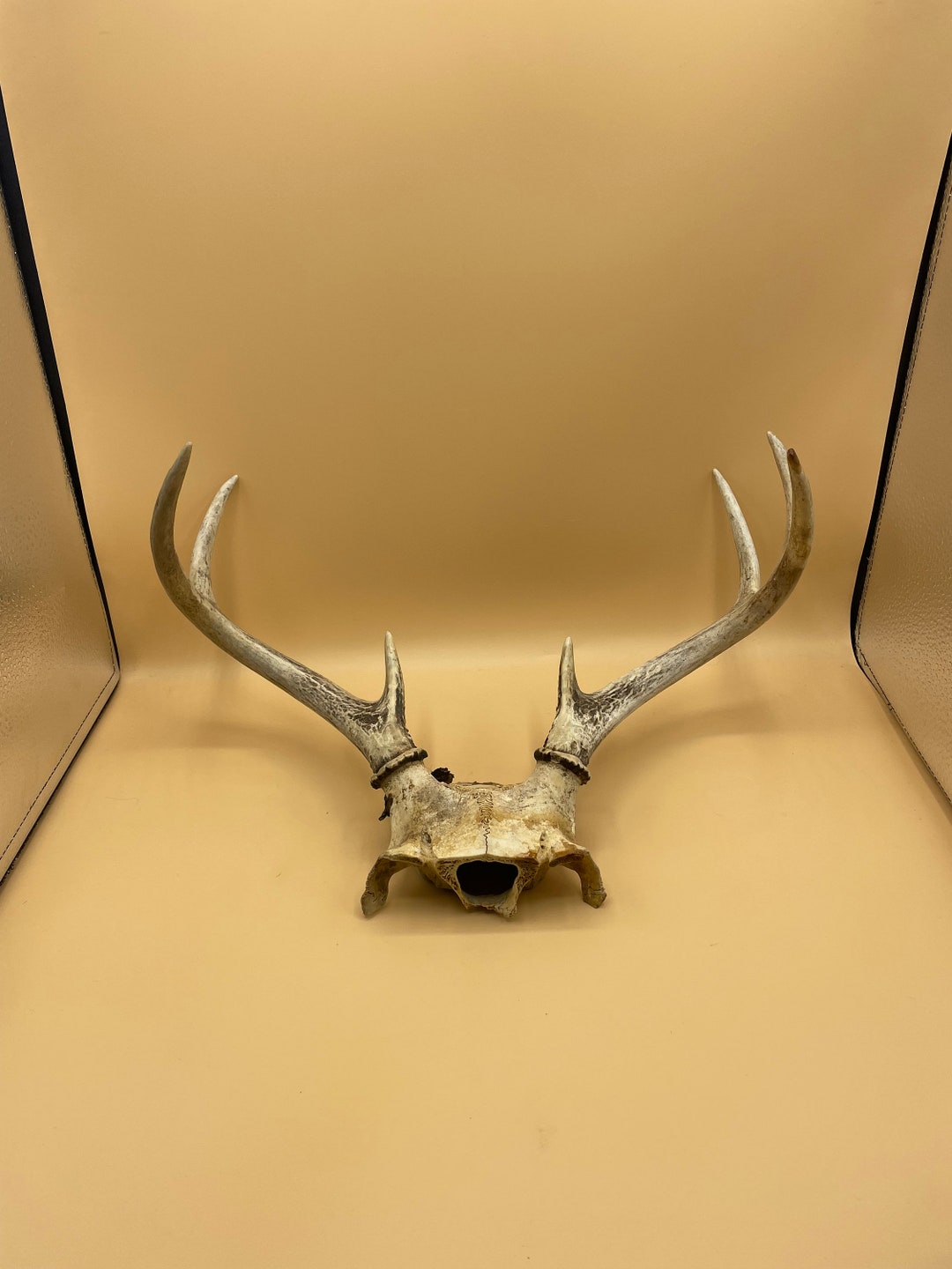 Large Real Deer Antlers Rustic Man Cave Decor Deer Horn Art Craft ...