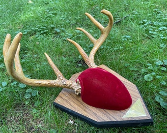 Real Deer Antlers - Etsy