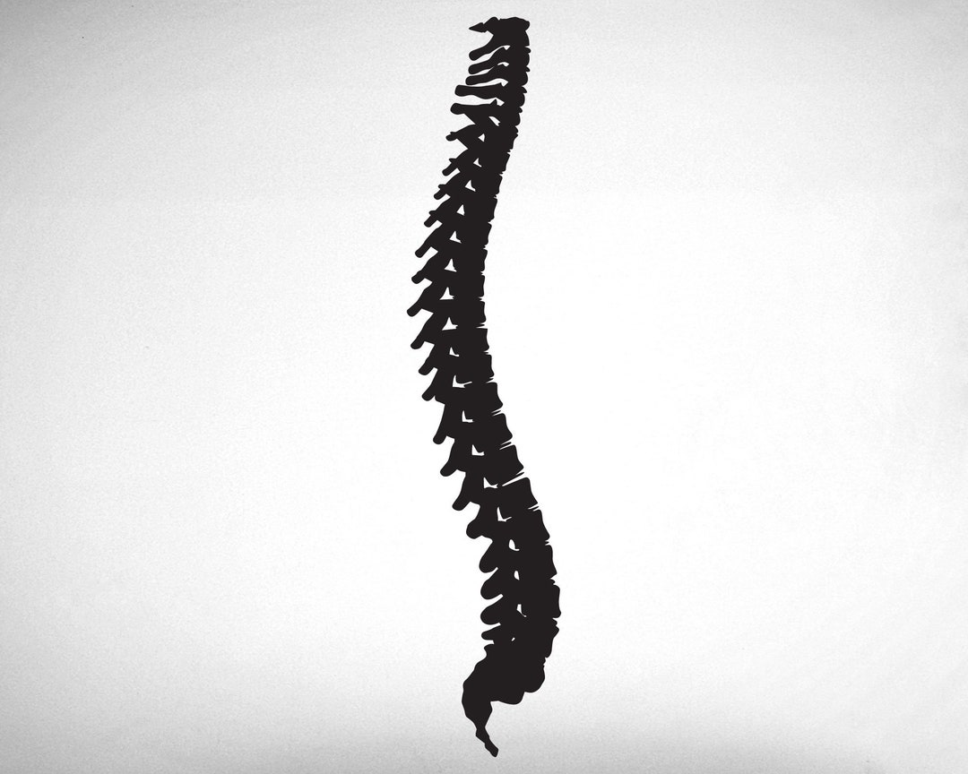 Chiropractic Office Spine Wall Decal: Vertebrae Bones Graphic - Etsy