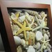 Sea Shell Shadow Box, Nautical Decor, Beach Decor, Home Decor, Coastal ...