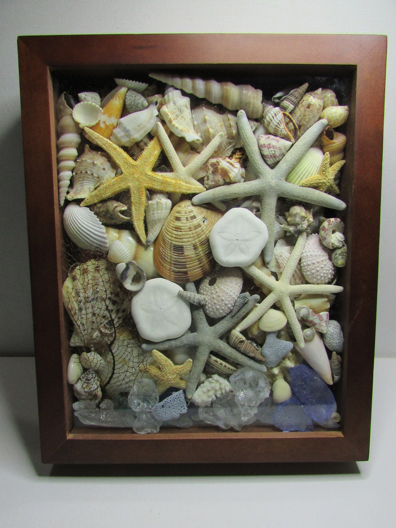 Sea Shell Shadow Box Nautical Decor Beach Decor Home Decor | Etsy