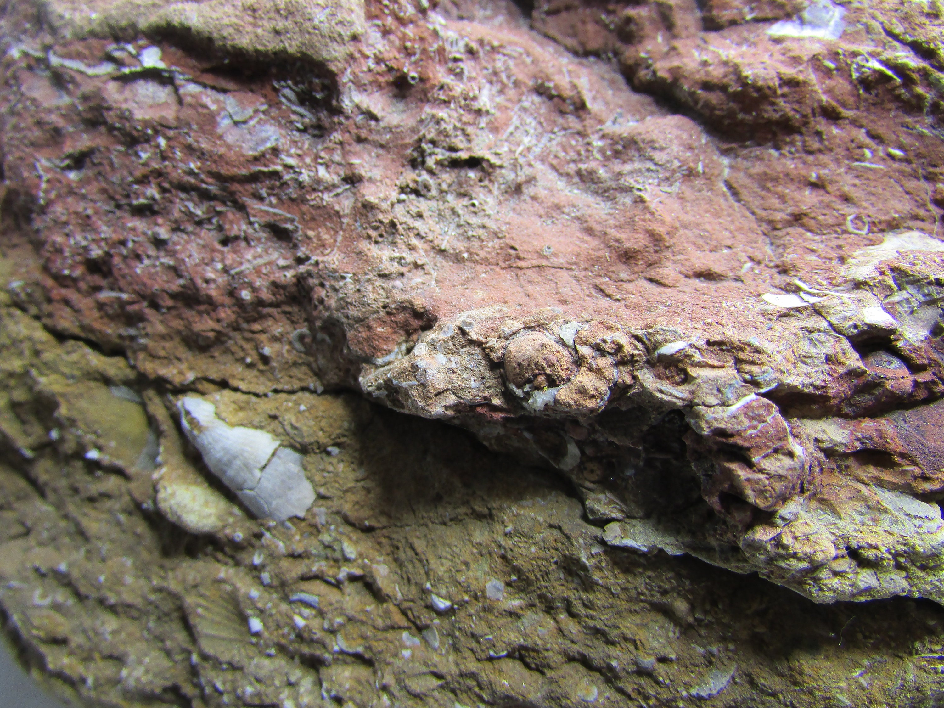 Large Fossil Death Plate, 7.5 Lbs & 8", Large Rough Rock, Michigan ...