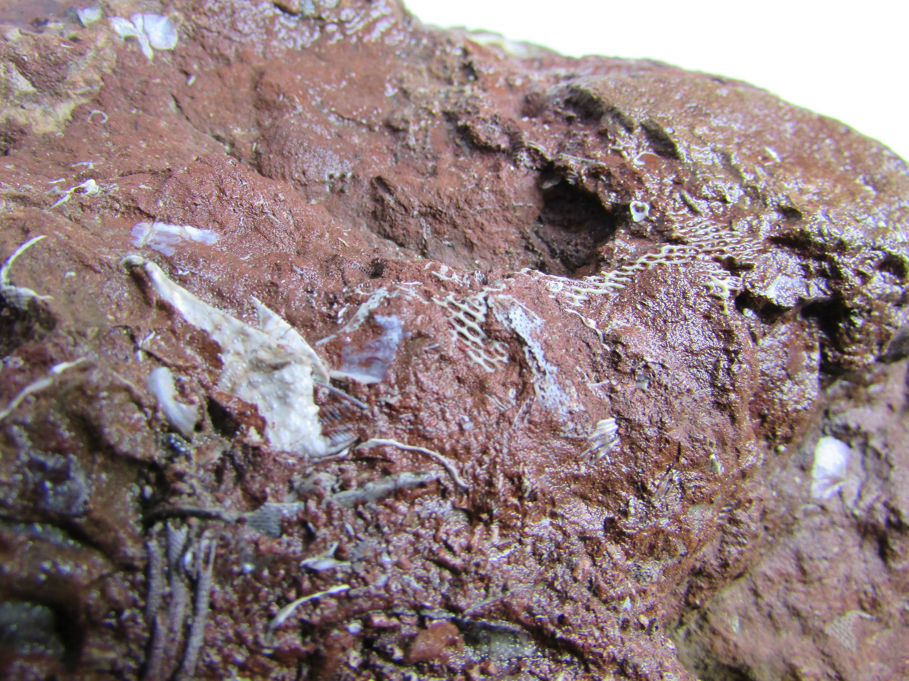 Large Fossil Death Plate, 7.5 Lbs & 8", Large Rough Rock, Michigan ...