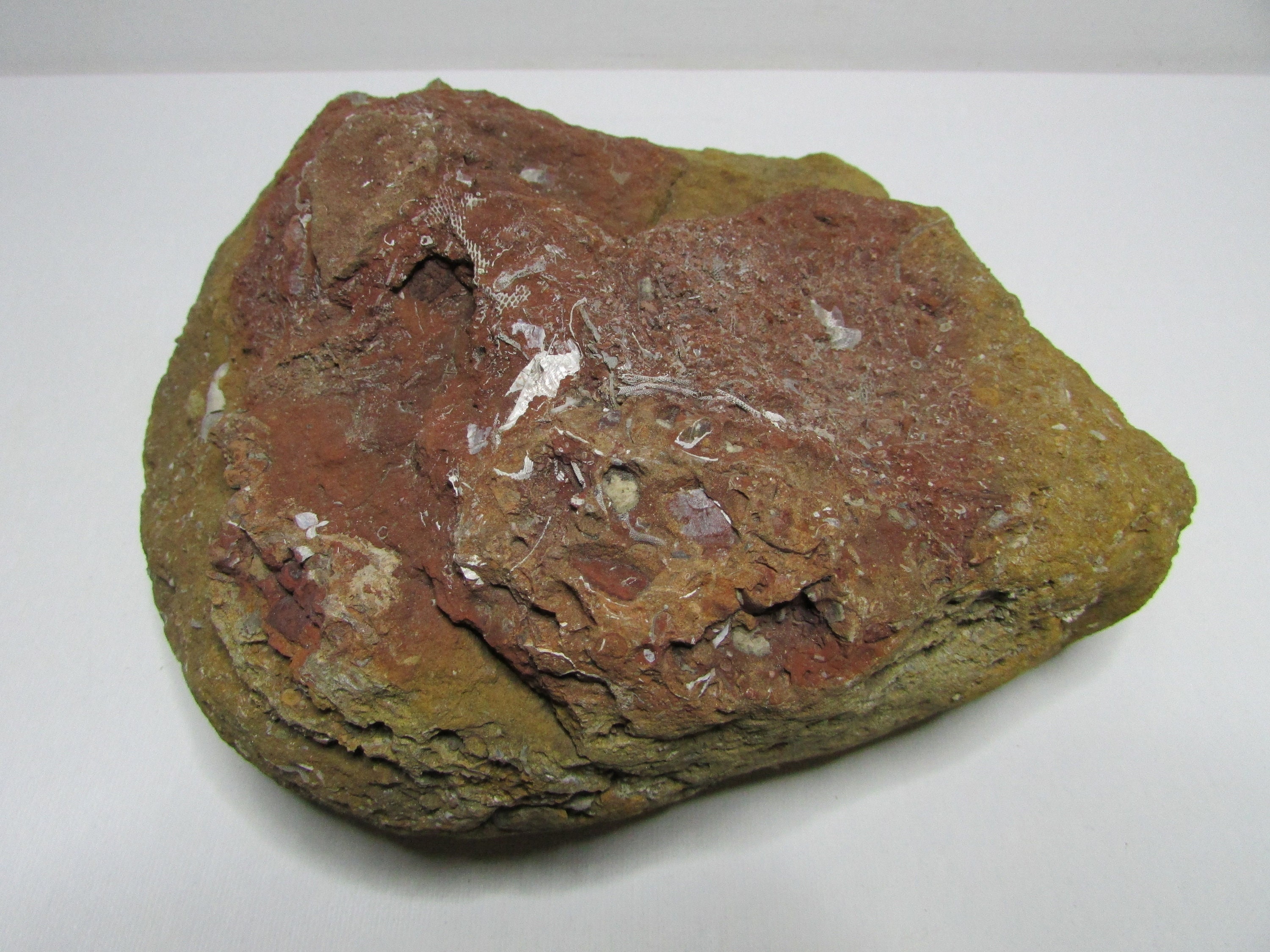 Large Fossil Death Plate, 7.5 Lbs & 8", Large Rough Rock, Michigan ...