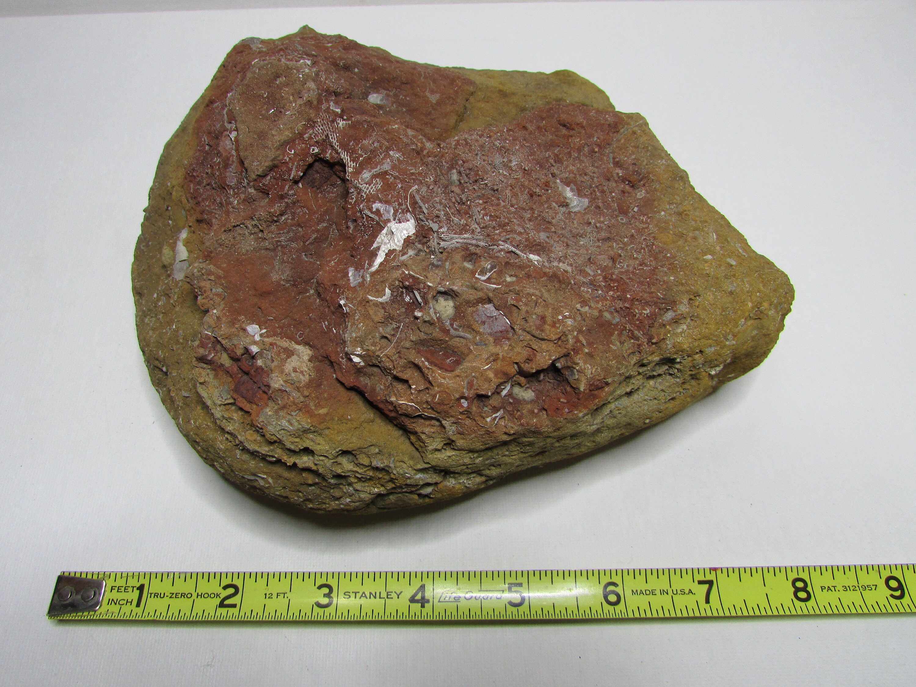 Large Fossil Death Plate, 7.5 Lbs & 8", Large Rough Rock, Michigan ...