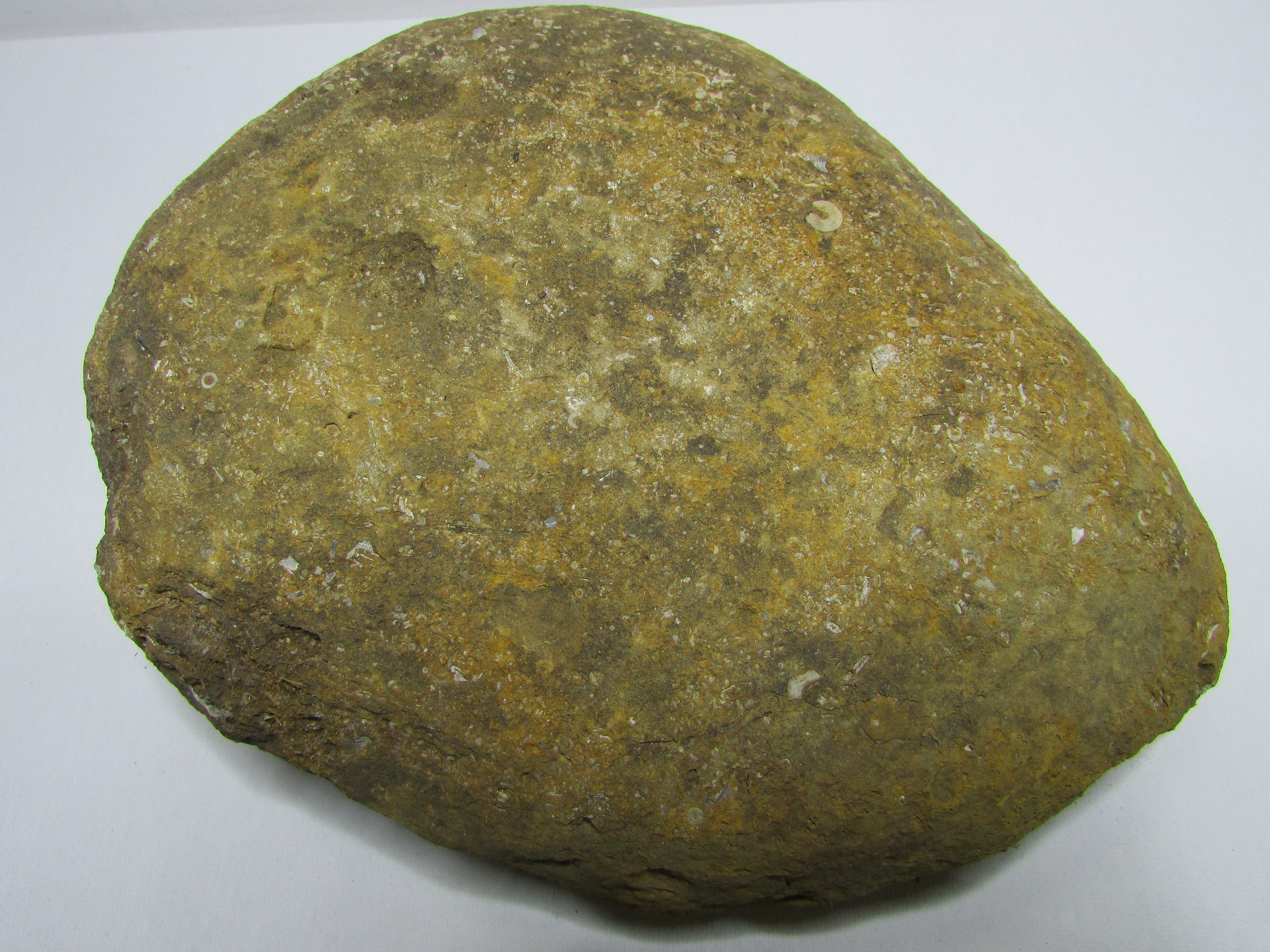 Large Fossil Death Plate, 7.5 Lbs & 8", Large Rough Rock, Michigan ...