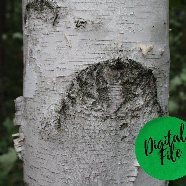 Birch Bark Printable - Etsy