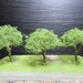 3 2 Miniature Trees, Green Jacaranda Tree, Terrarium Craft Tree, Fairy ...