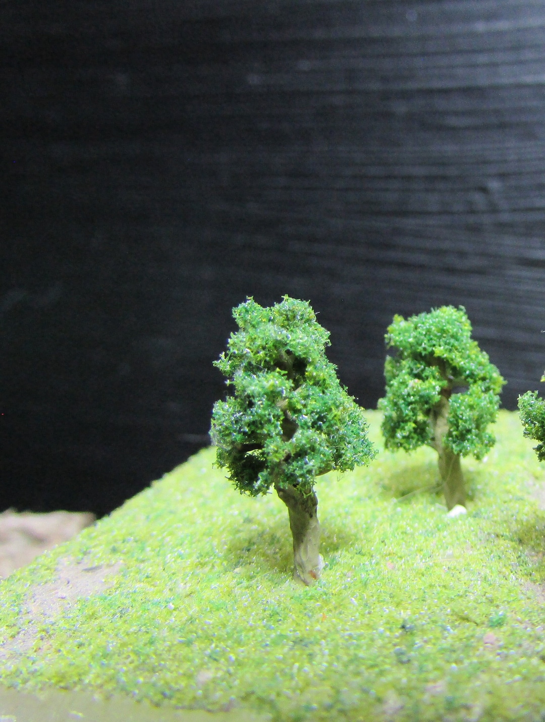 4 (0.5") Miniature Green Sycamore Trees, Tiny Sycamore Tree, Terrarium ...
