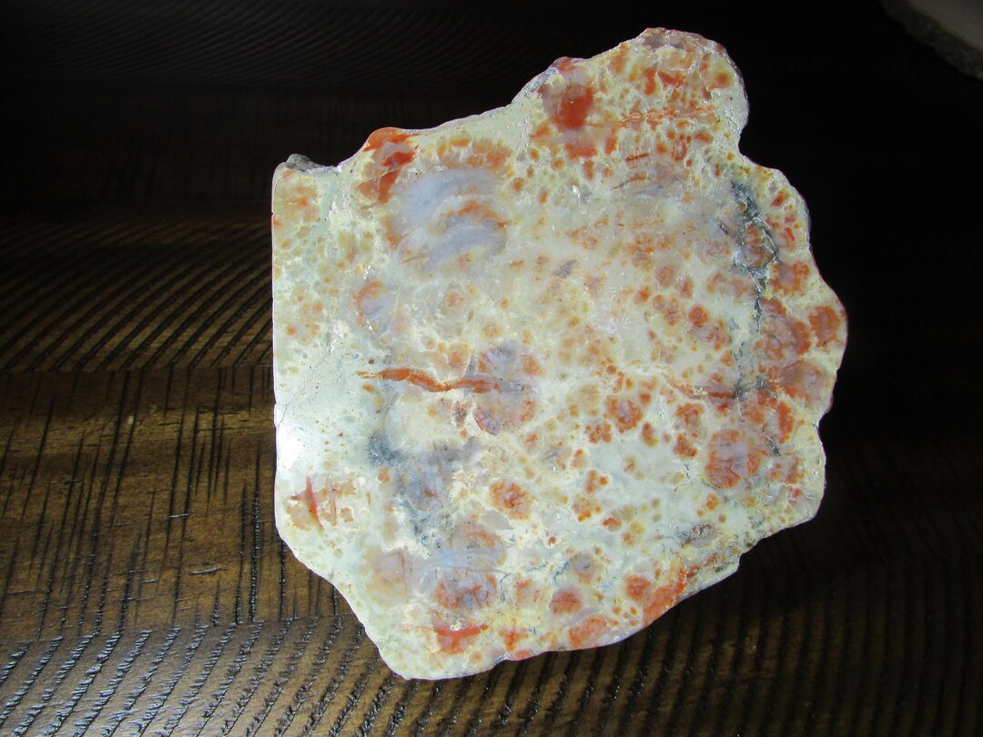 Coprolite Faced Rough Rock | Fossilized Dinosaur Poo | Single Stone ...