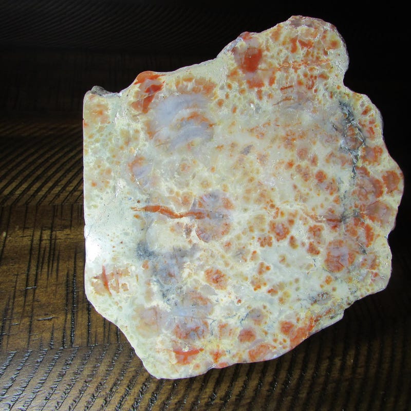 Coprolite - Etsy