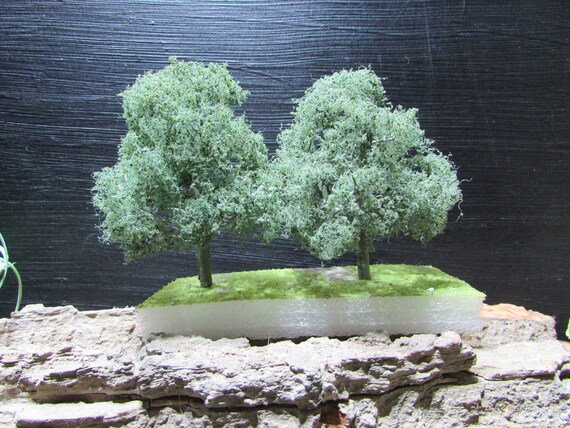 2 3.5 Miniature Trees Green Walnut Tree Terrarium - Etsy