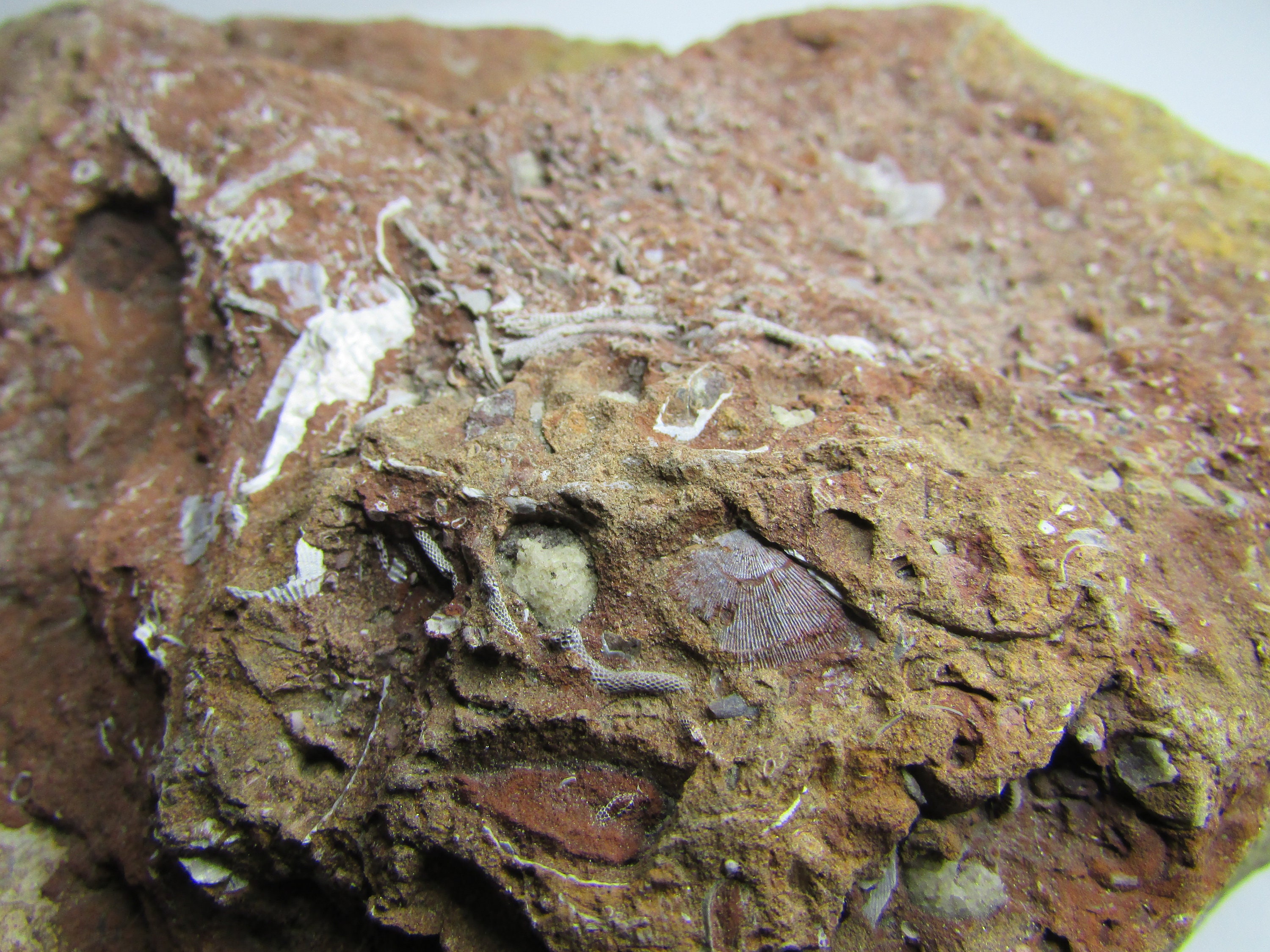 Large Fossil Death Plate 7.5 Lbs & 8 Large Rough Rock - Etsy