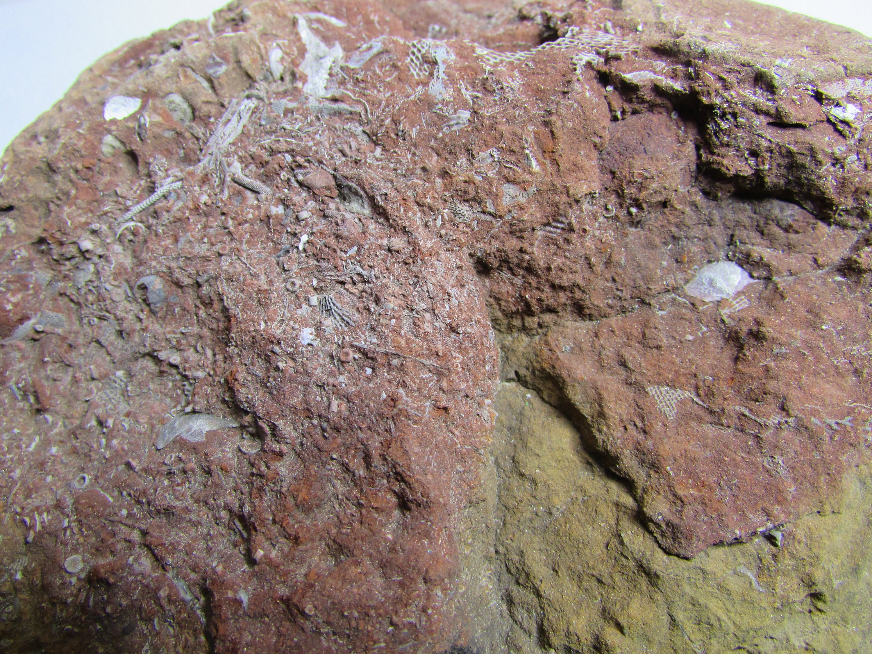 Large Fossil Death Plate, 7.5 Lbs & 8", Large Rough Rock, Michigan ...