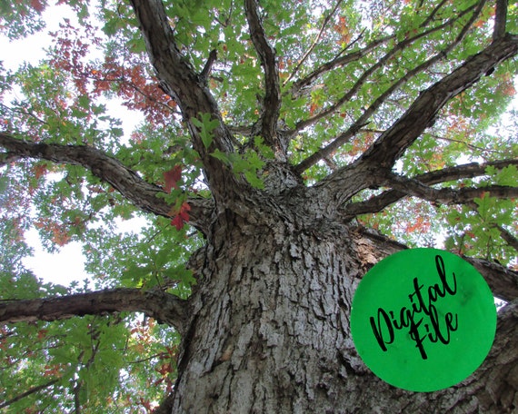 Giant Tree Branches Digital Photo Download Printable Nature | Etsy