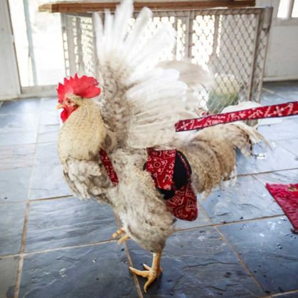 Chicken Harness - Etsy