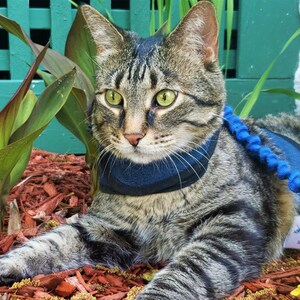 Kitty Holster Cat Harness (made in USA) - Etsy