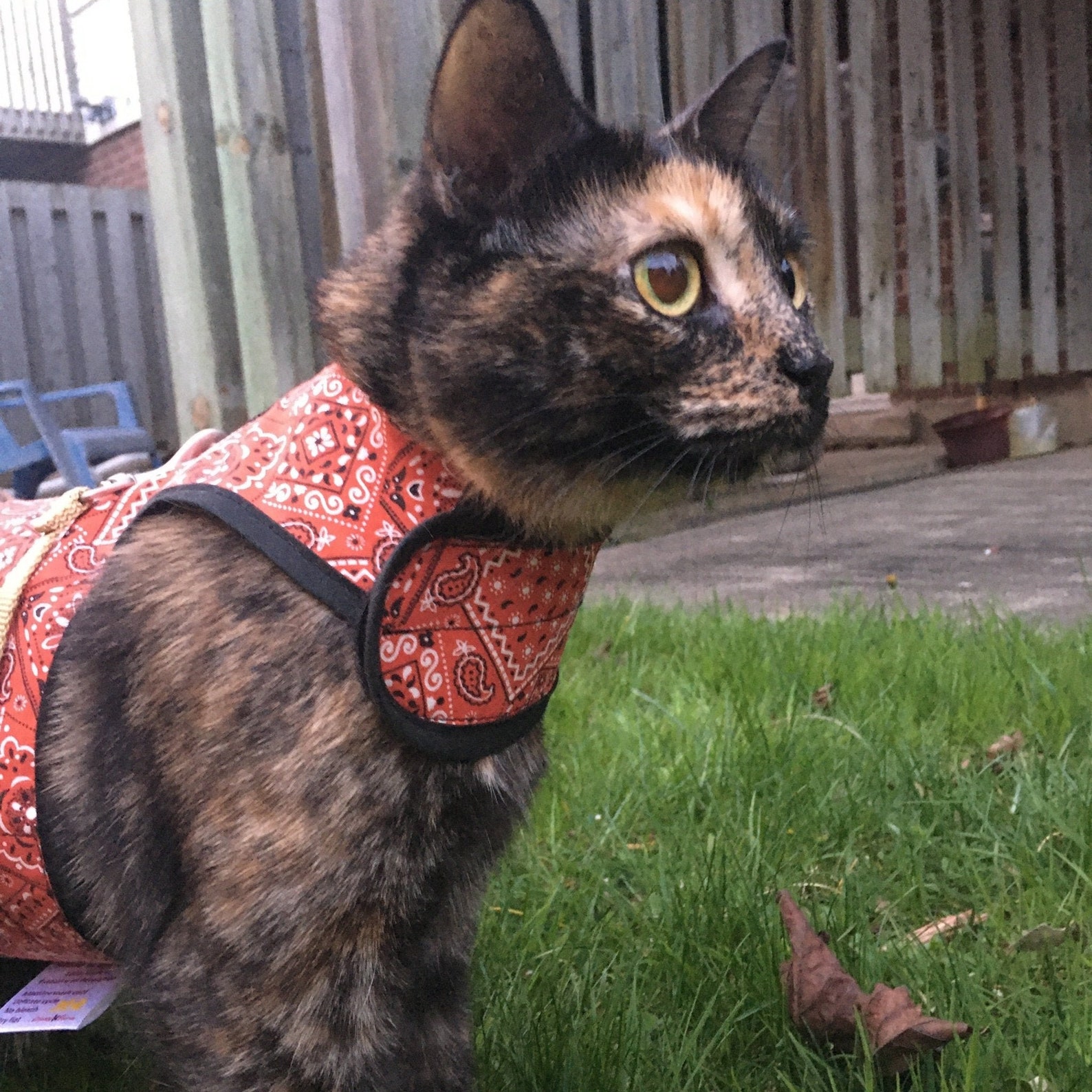 Kitty Holster Cat Harness made in USA - Etsy