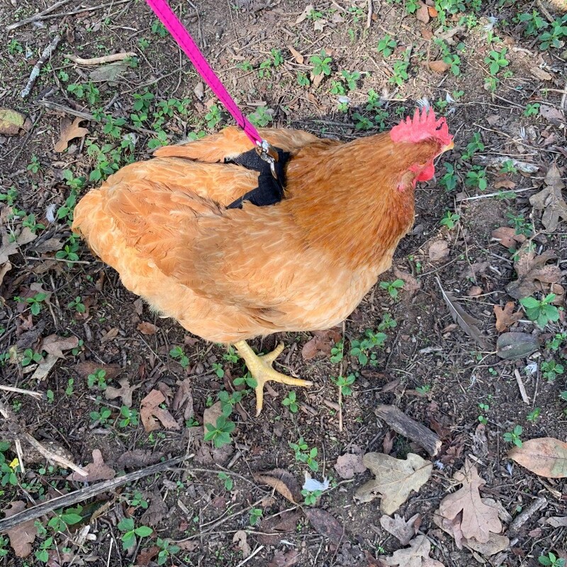 Chicken Harness - Etsy