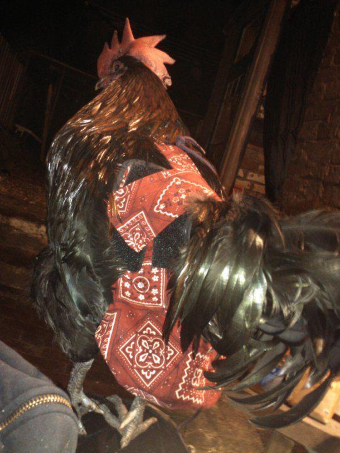 Hen Holster Chicken & Waterfowl Diaper/harness With Removable Liner - Etsy