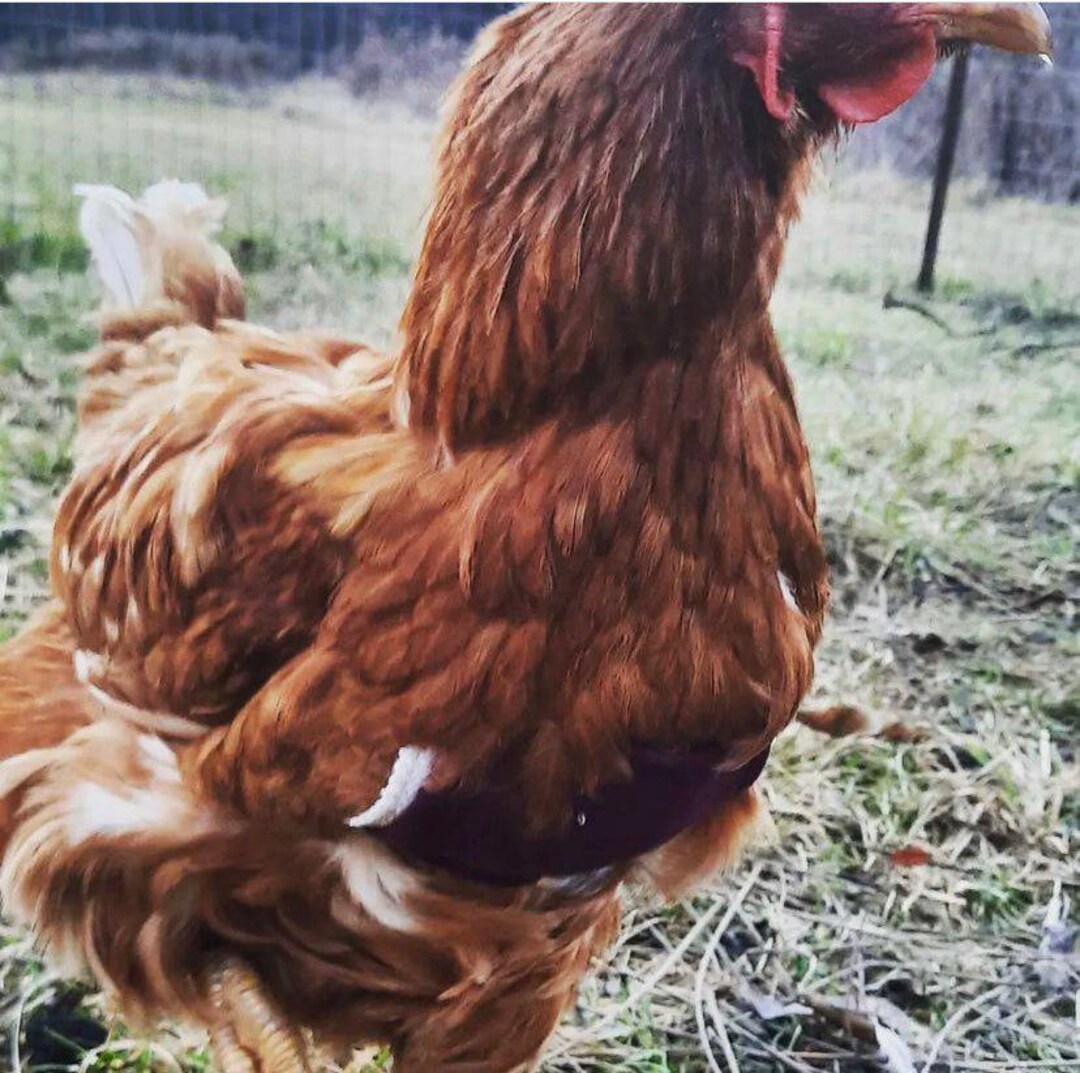 Birdy Bra Crop Supporter / Chest Protector (made in USA) - Etsy