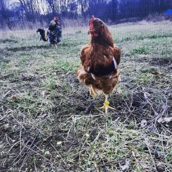 Chicken Crop Bra - Etsy