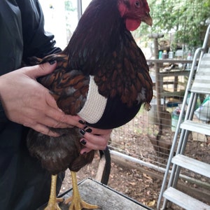 Birdy Bra Crop Supporter / Chest Protector made in USA - Etsy