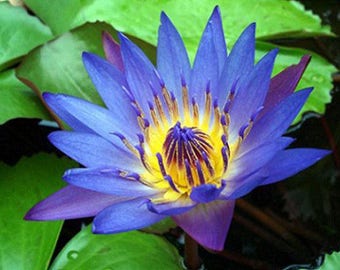 Blue lotus seeds | Etsy