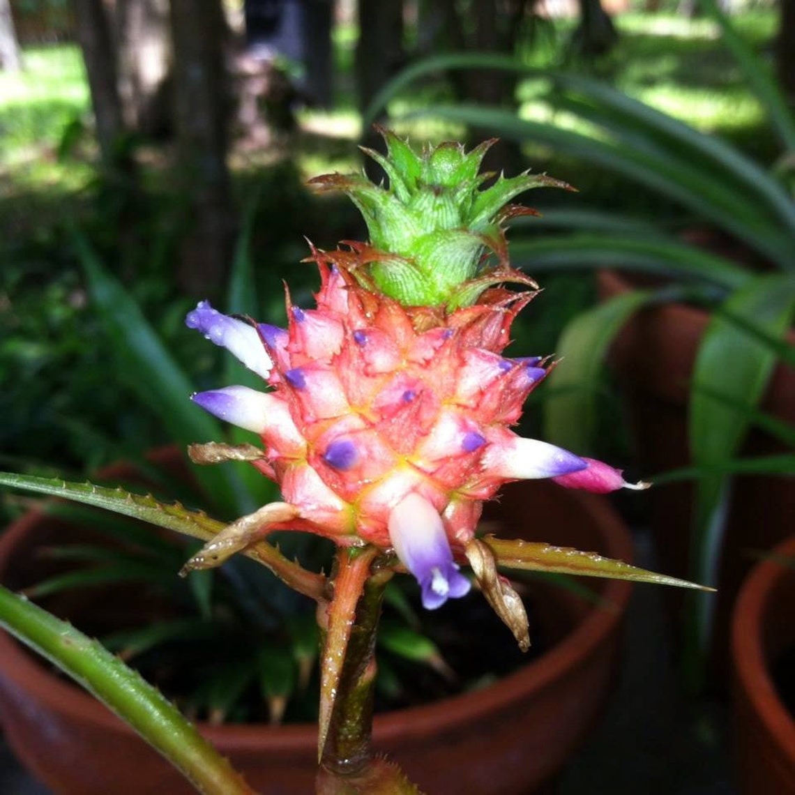 Miniature Pineapple ananas Nanus/ananas Comosus Var. - Etsy