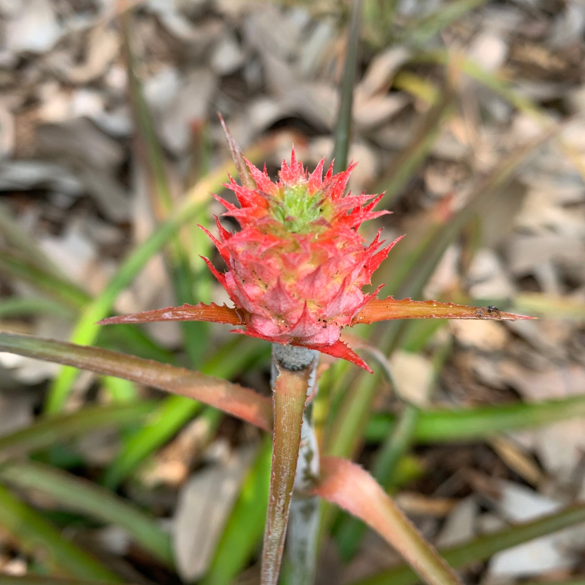 Miniature Pineapple ananas Nanus/ananas Comosus Var. - Etsy