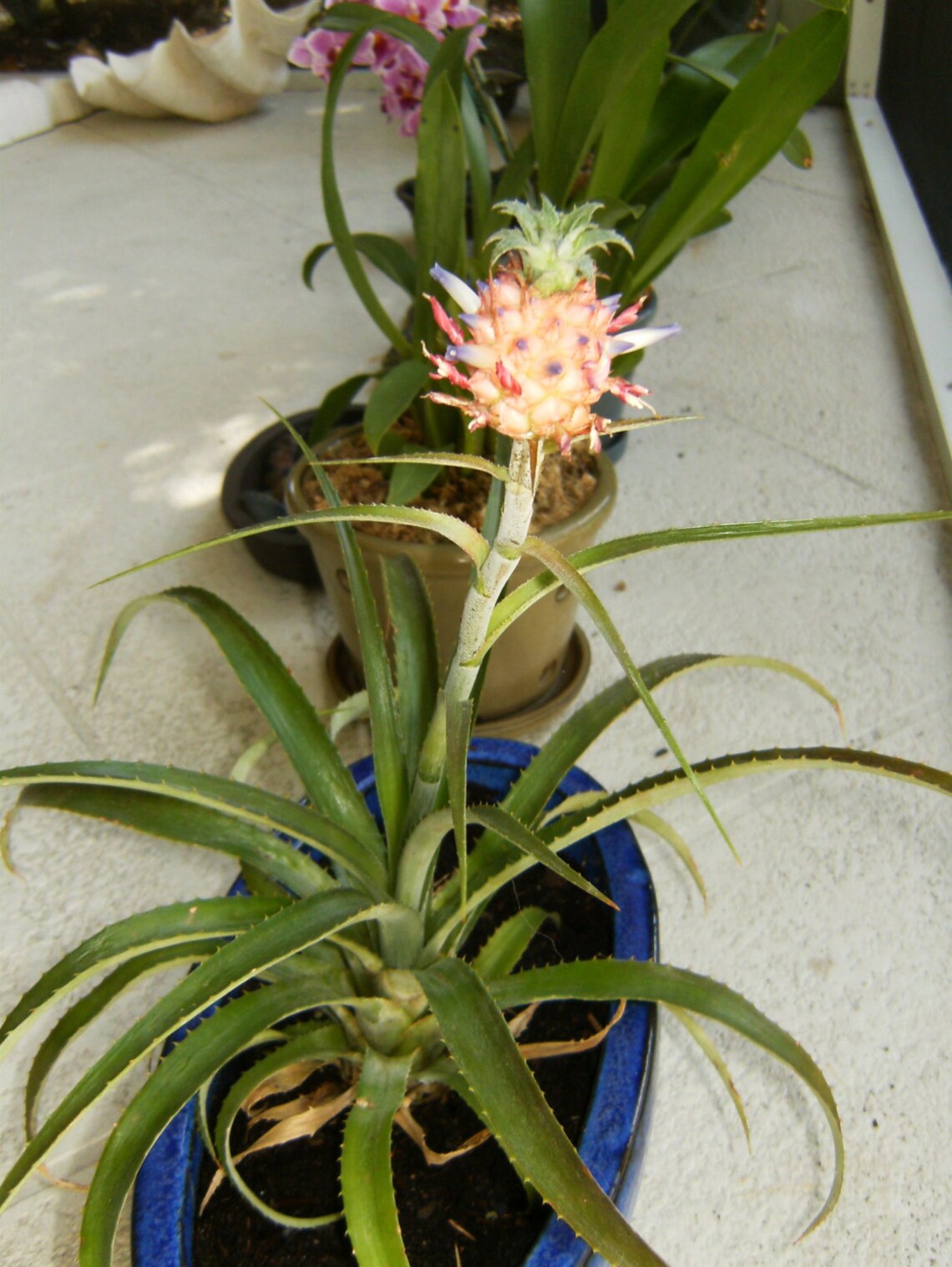 Miniature Pineapple ananas Nanus/ananas Comosus Var. - Etsy