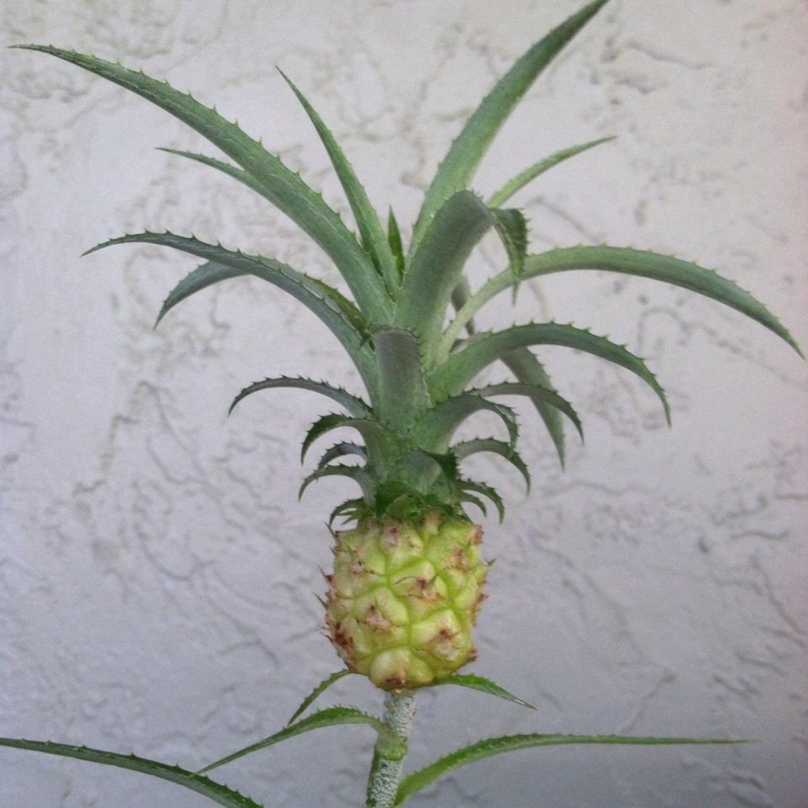 Miniature Pineapple ananas Nanus/ananas Comosus Var. - Etsy