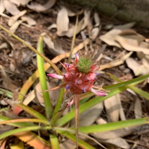 Miniature Pineapple ananas Nanus/ananas Comosus Var. - Etsy