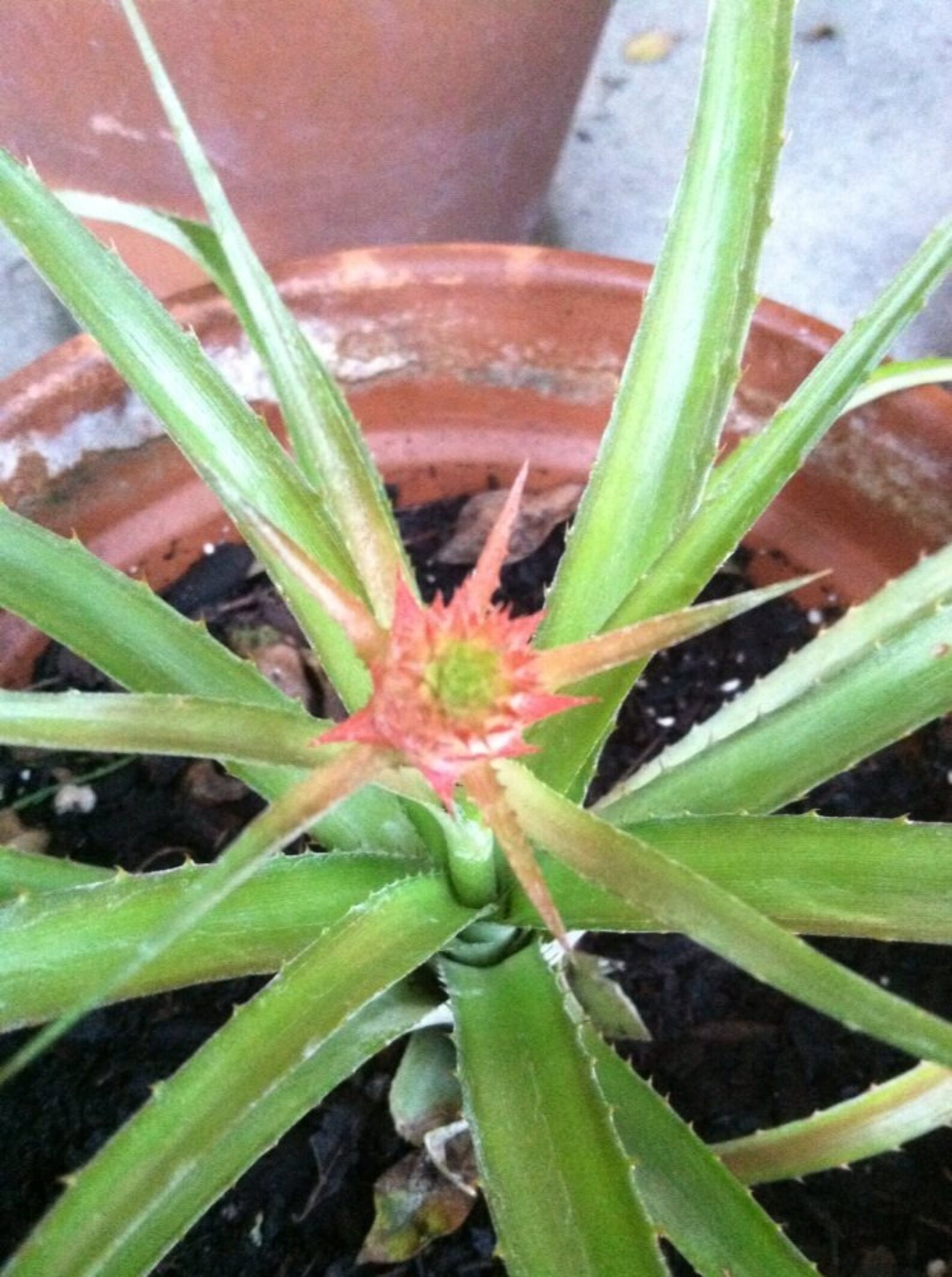 Miniature Pineapple ananas Nanus/ananas Comosus Var. - Etsy