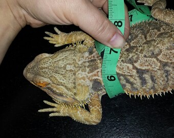 Handmade Lizard Leashes/ Harnesses by LeashALizard on Etsy