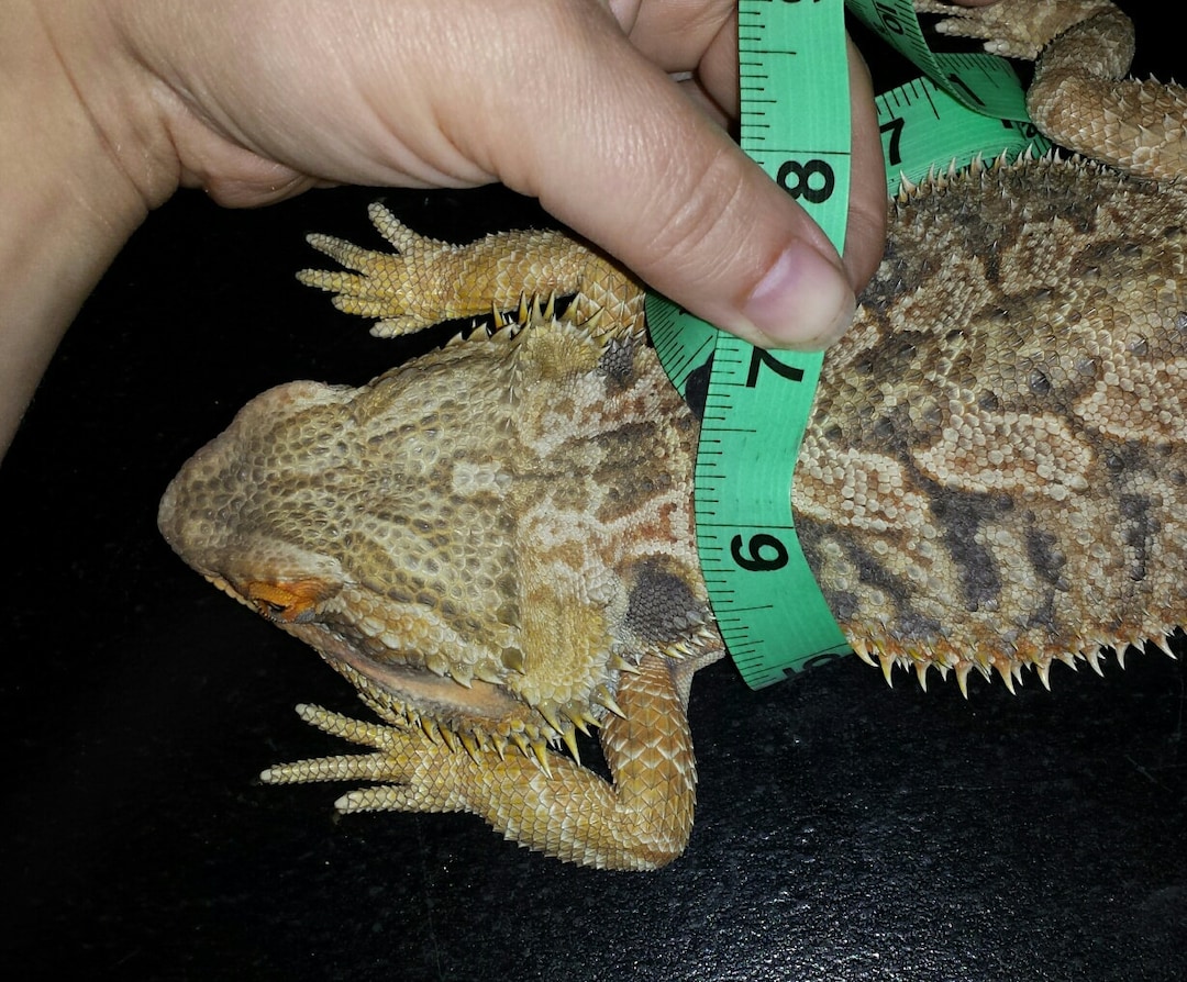 How to Size Your Critter!! - Etsy