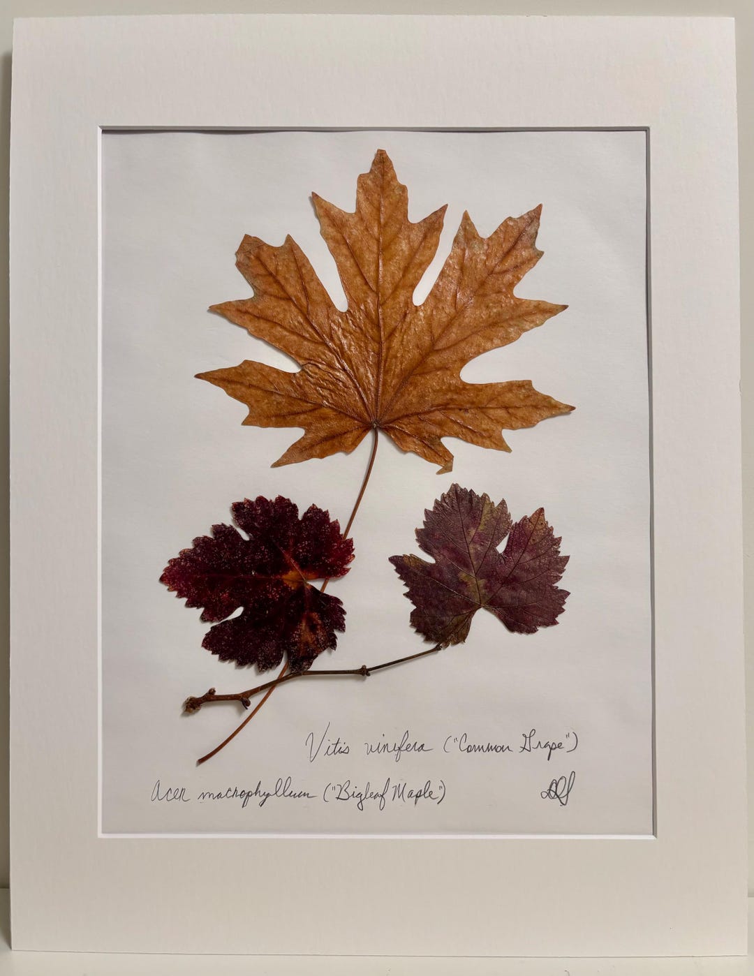 Unframed Autumn Maple and Grape Leaves Original Botanical Artwork 14 X ...
