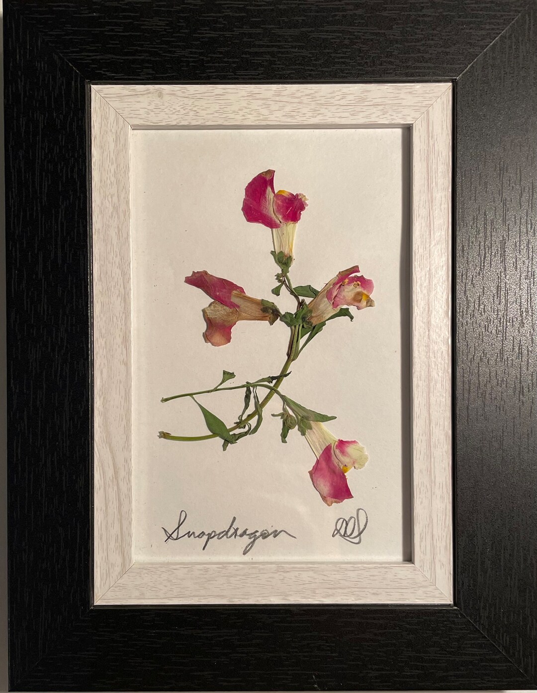 Framed Pressed Flowers Botanicals Artwork Picture Nature Natural Plants ...