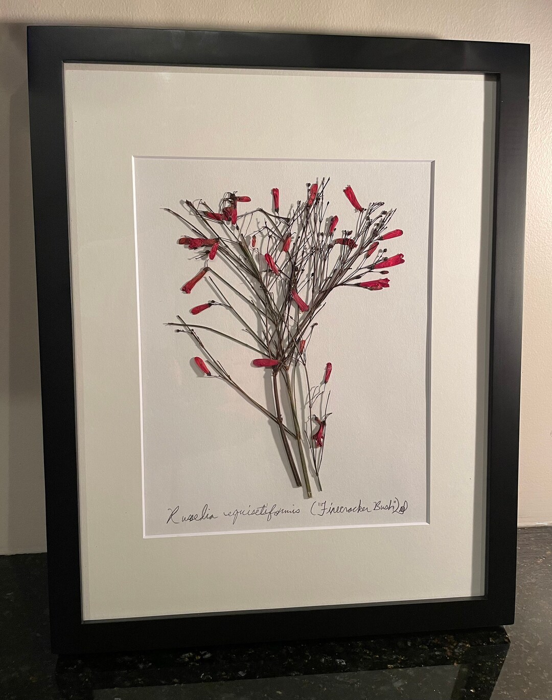 Framed Pressed Firecracker Bush Art: Original Botanical Artwork (11x14 ...