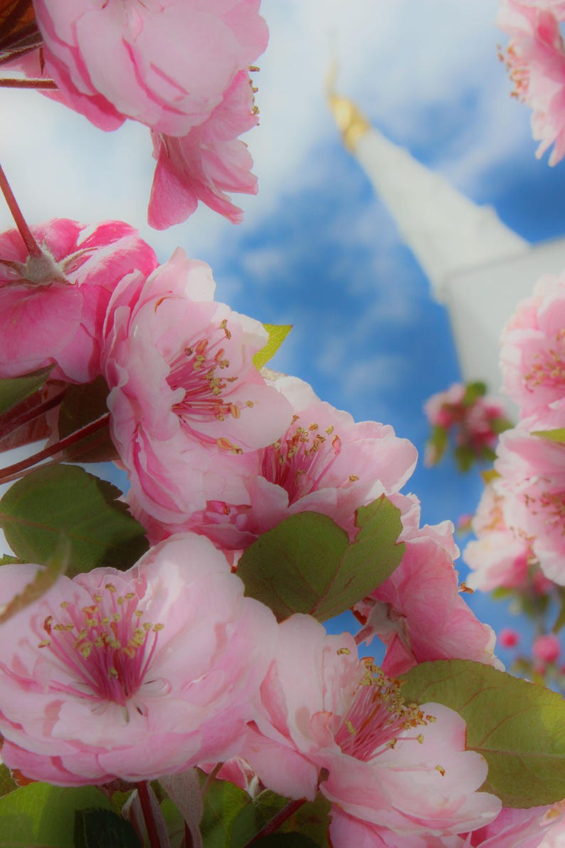 Boise Idaho LDS Temple Blossoms - Instant Download - Various Sizes - Etsy