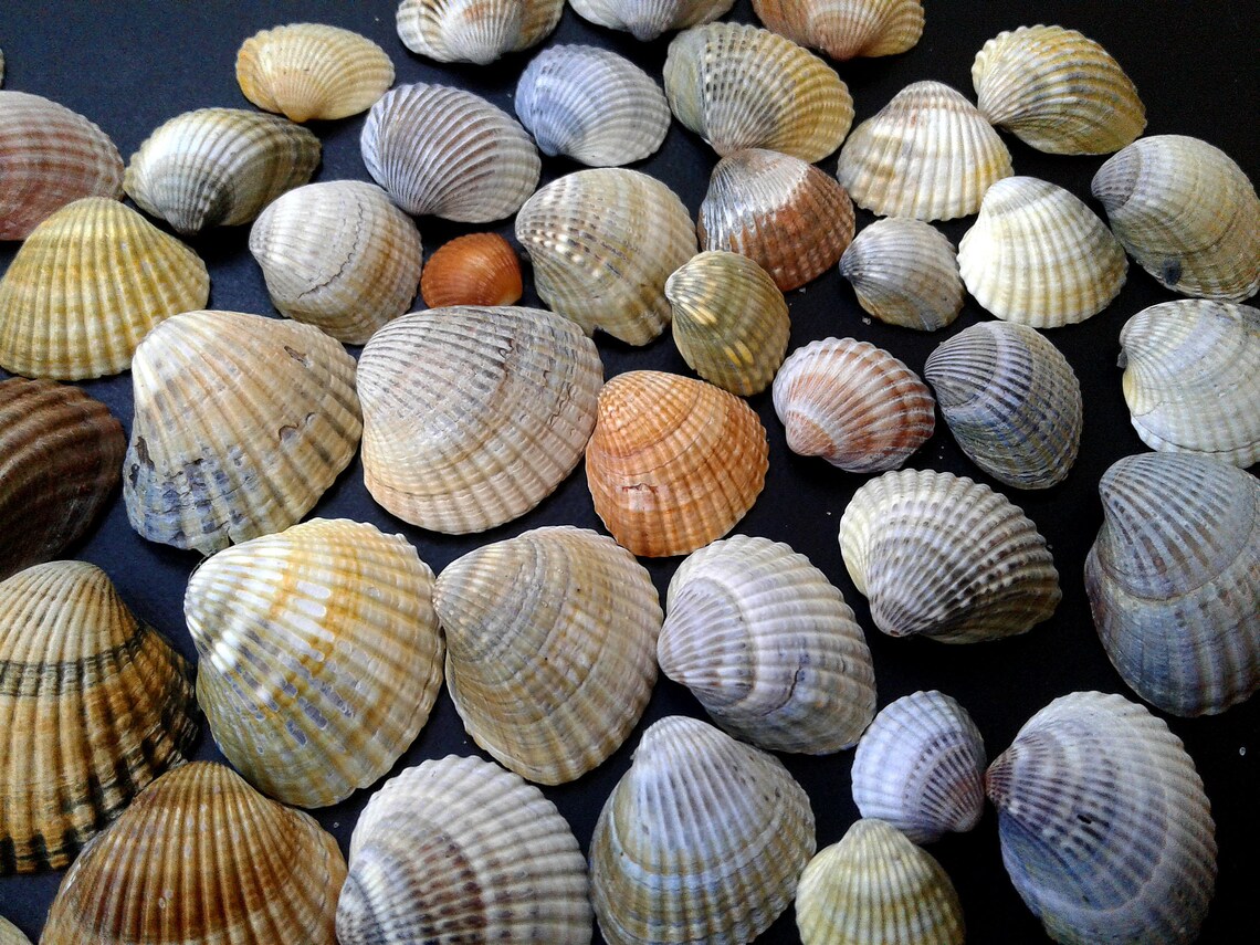 Bulk seashells Set 90 of Small Natural Sea shells Beach | Etsy