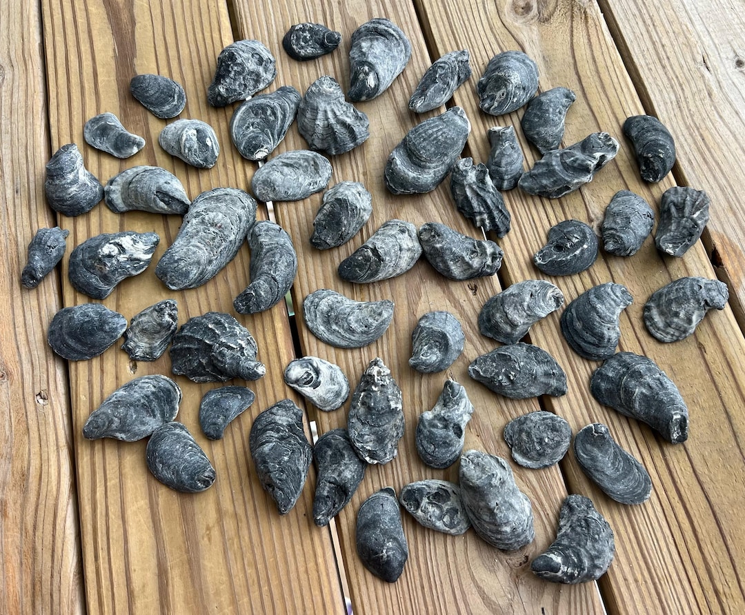 50 Black Oyster Shell Lot Atlantic Natural Oyster Shells - Etsy