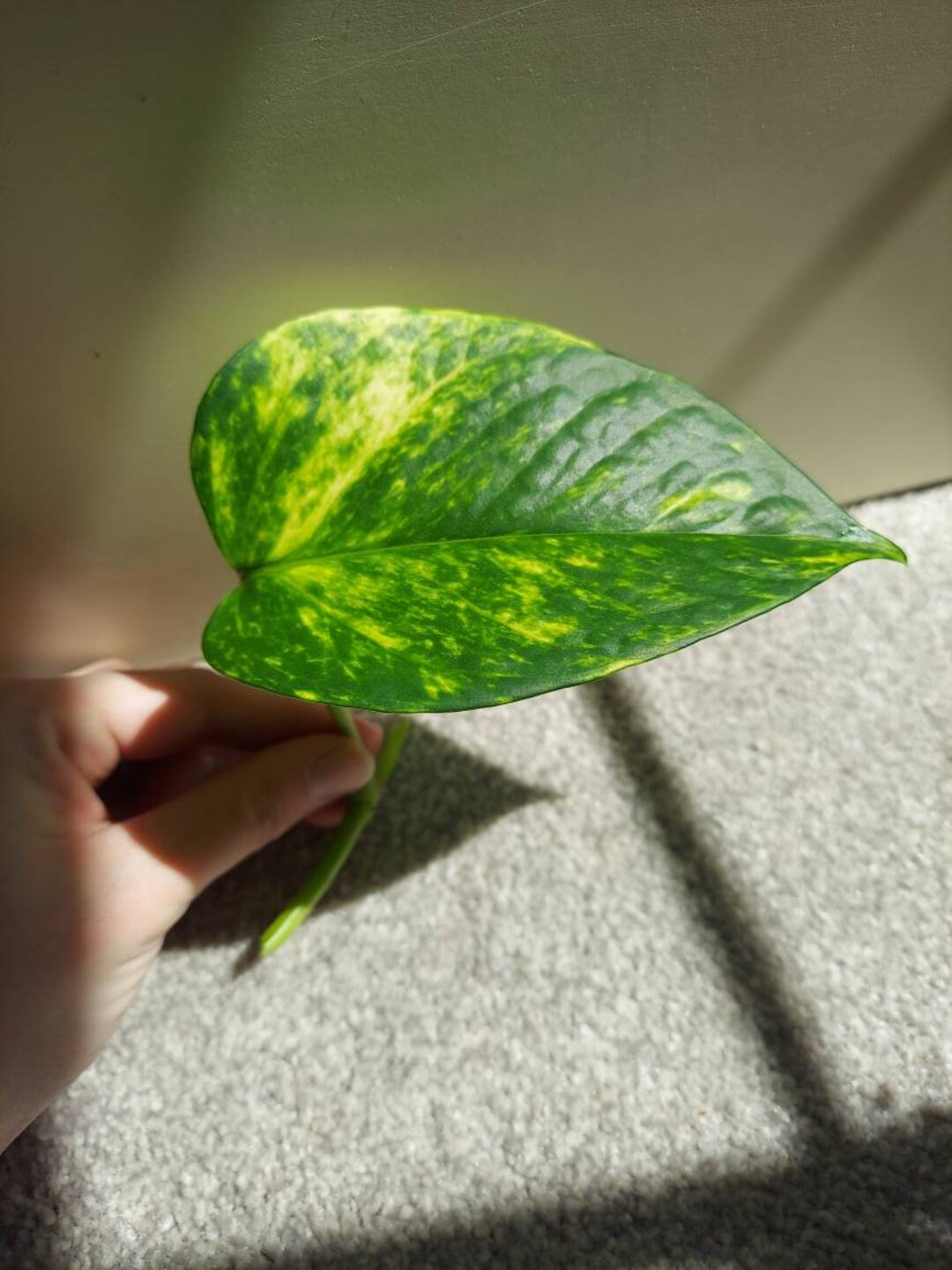 Pothos Plant || Golden Pothos || Vine || One Node || Houseplant || Easy ...