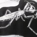 Praying Mantis Patch Insect Patch Nature Patch Crust Punk - Etsy UK