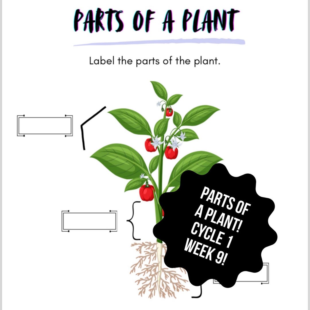 Science Memory Work: Parts of a Plant - Etsy