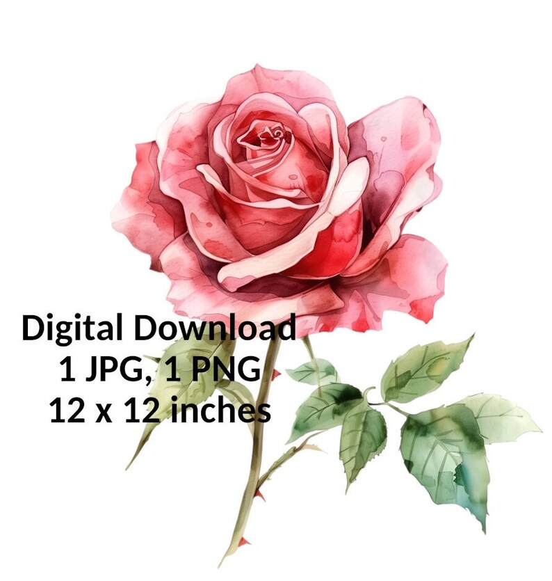 Watercolor Rose Clipart, Rose Clipart, Rose PNG, Watercolor Blush Rose ...