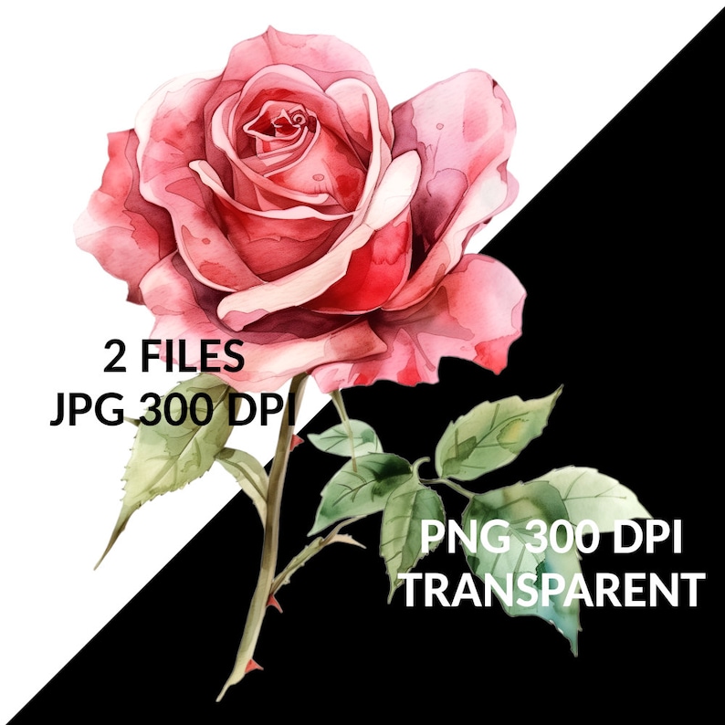 Watercolor Rose Clipart, Rose Clipart, Rose PNG, Watercolor Blush Rose ...